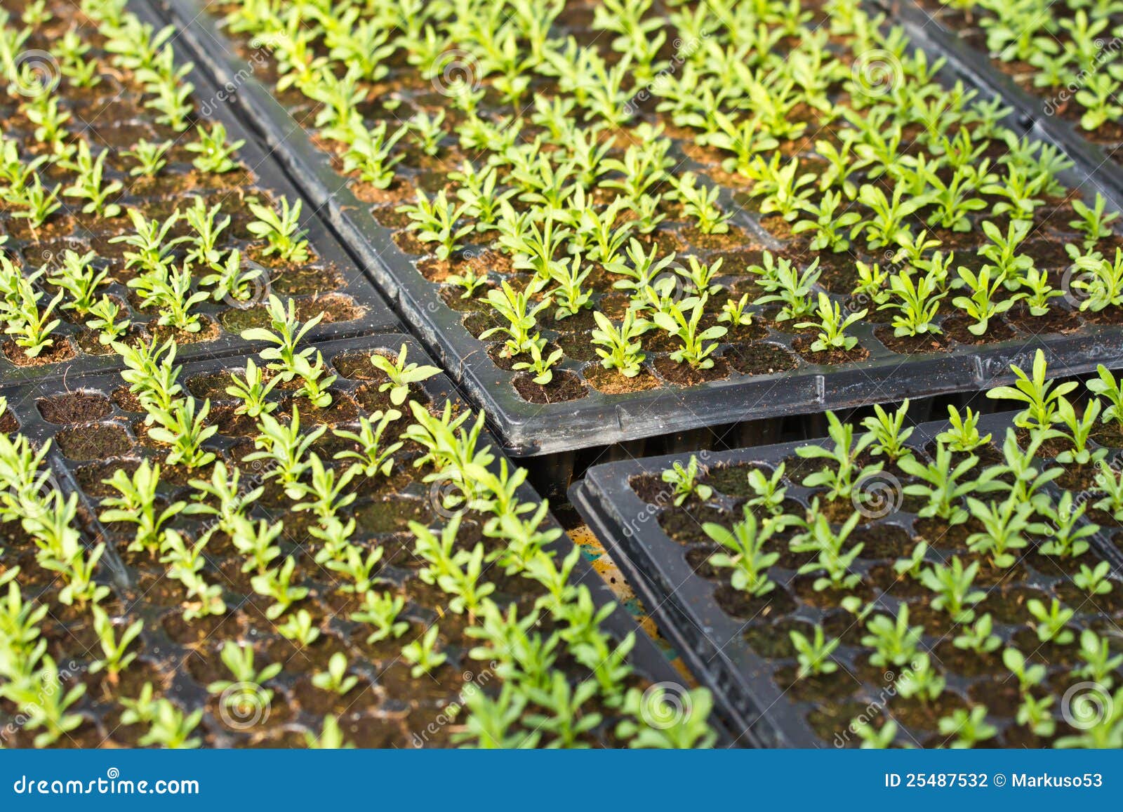 Plant seedling stock photo. Image of plantation, farming - 25487532
