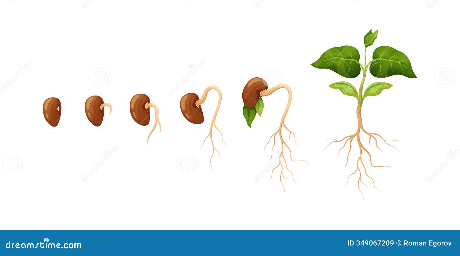 Bean Seed Germination In Stages. Plant Growth Steps. Cartoon Vector ...