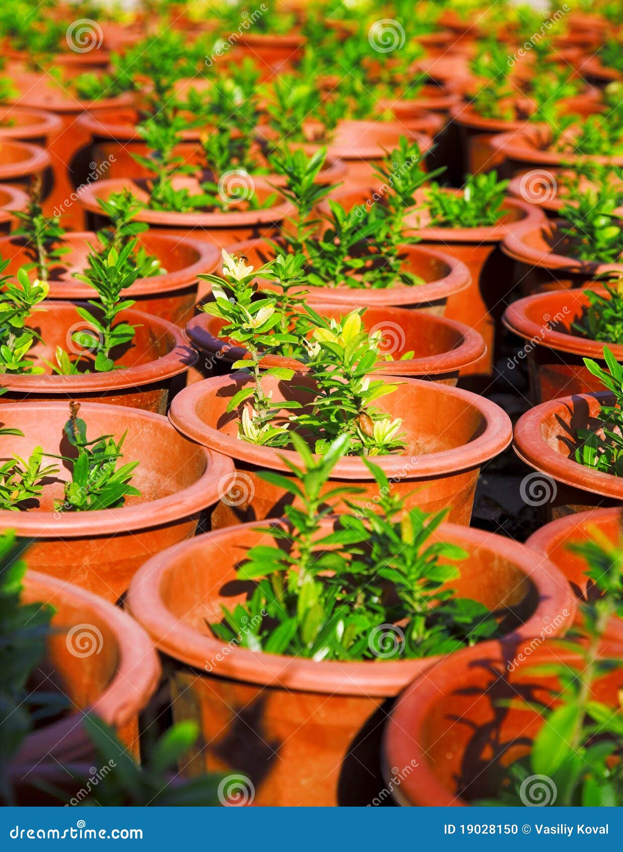 Plant seedlings stock photo. Image of focus, beginnings - 19028150