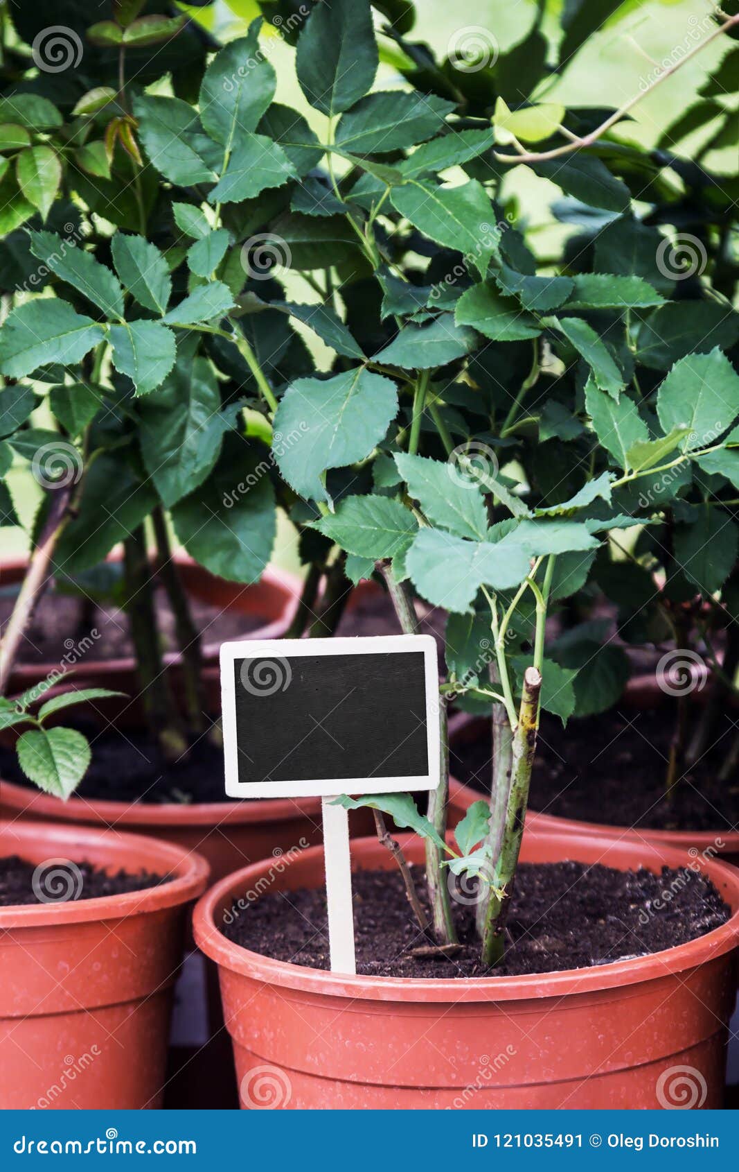 Plant Seedlings and Coated Board Stock Image - Image of green, farming ...