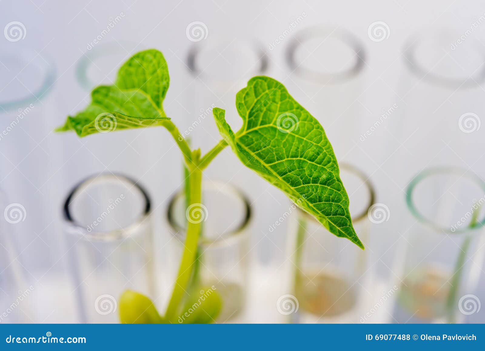 Plant Seedlings Growing Inside of Test Tubes. Stock Photo - Image of ...