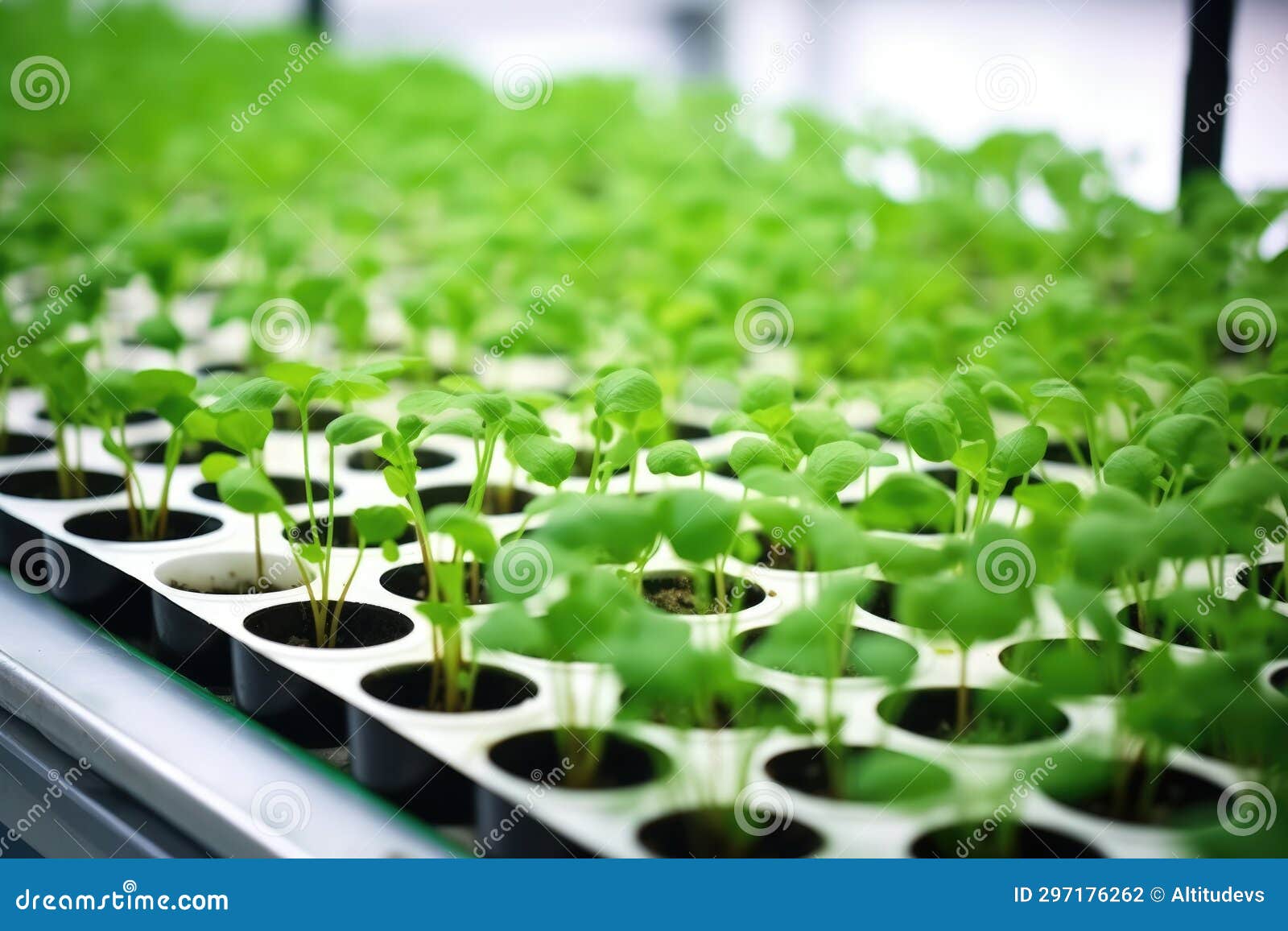 Plant Seedlings in a Lab Environment Stock Photo - Image of greenhouse ...