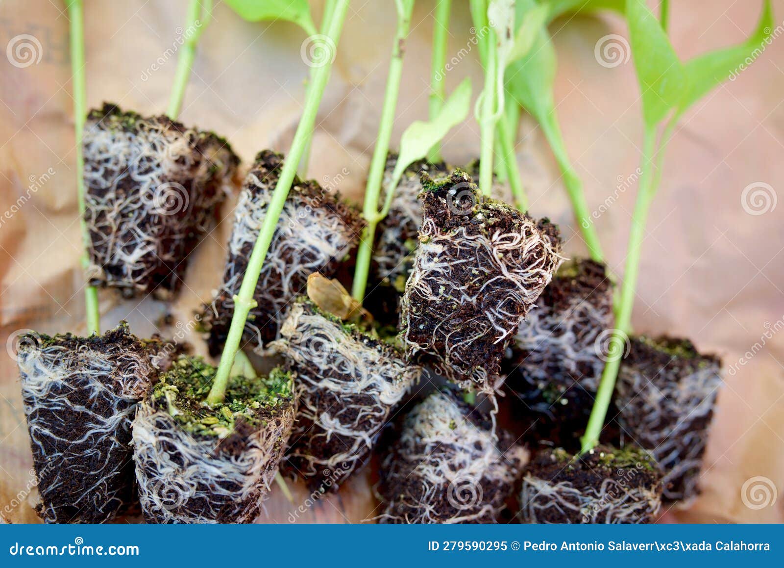 Plant seedlings on a paper stock image. Image of food - 279590295