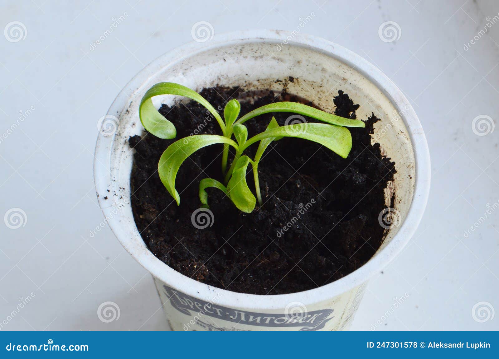 Plant Seedlings in a Platic Cup Stock Photo - Image of seedling, platic ...