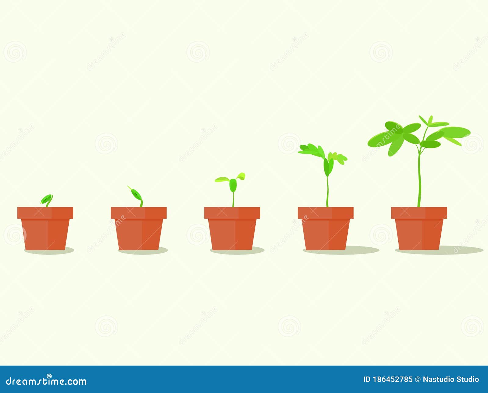 Plant Evolution Life Cycle Growth Phases Cartoon Vector | CartoonDealer ...