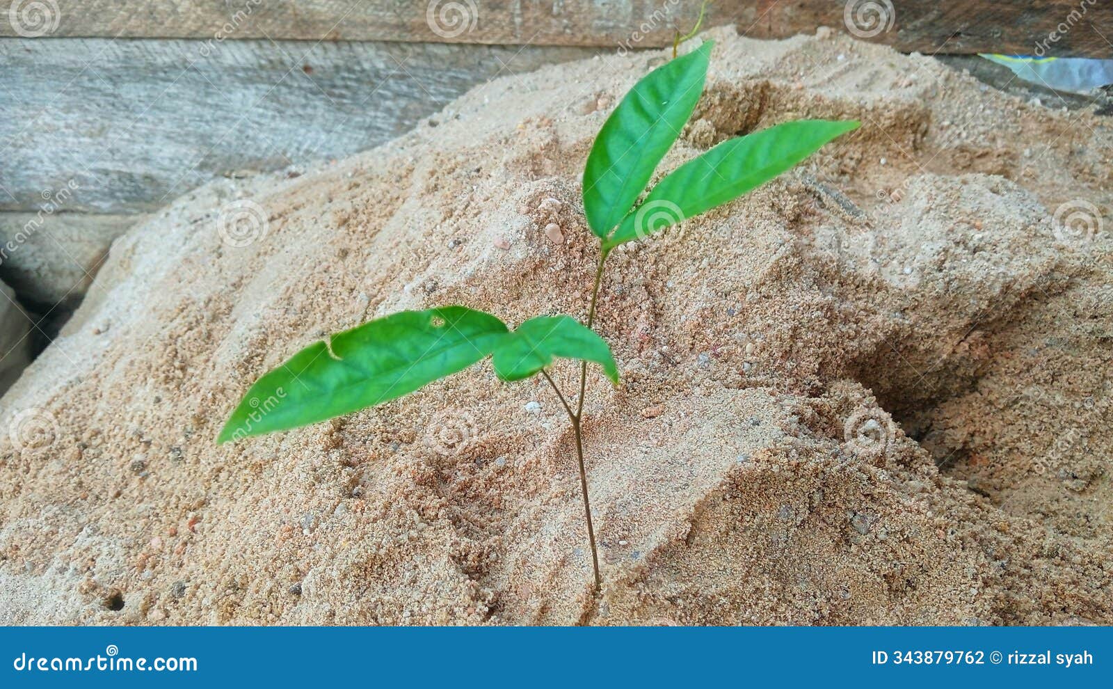 Plant Seeds Grow in a Pile of Sand Stock Photo - Image of produce ...