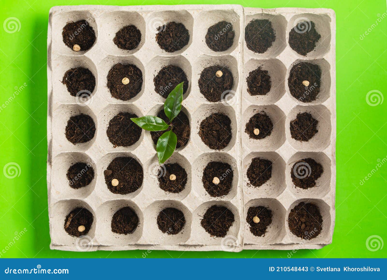Plant Seeds are Planted in the Cells of the Seedling Container. Flat ...