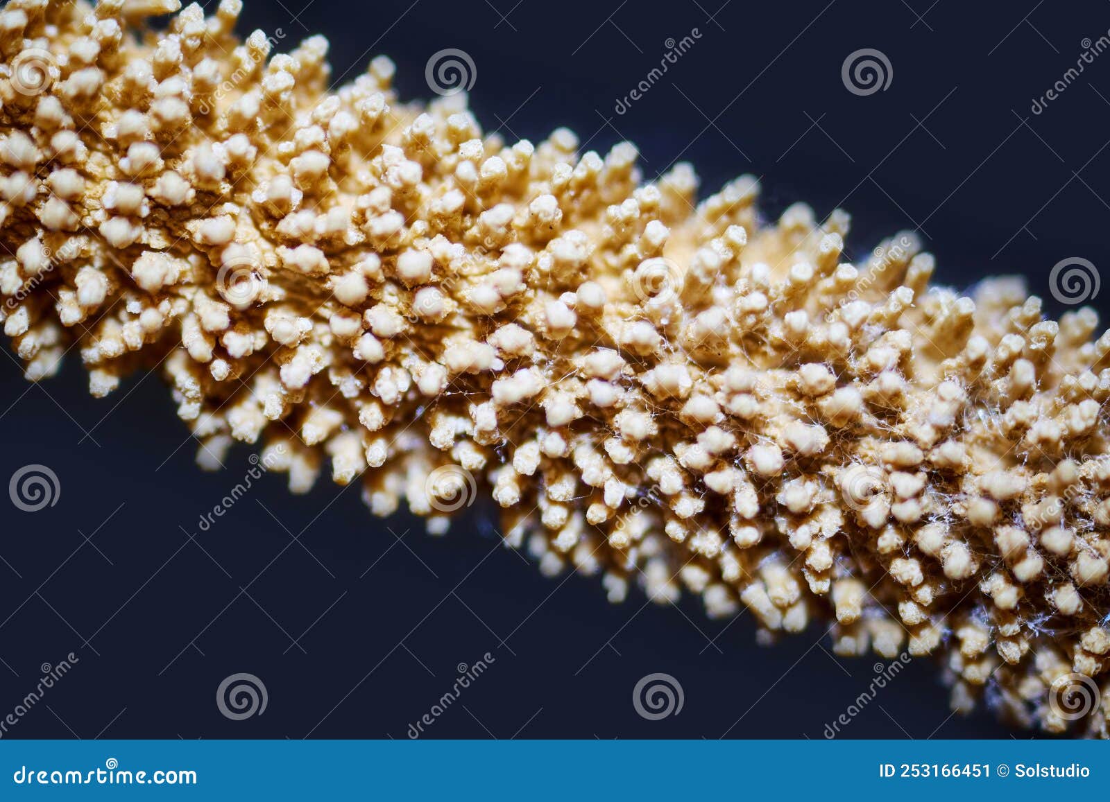 Plant Seeds Under the Microscope Stock Image - Image of pattern, bright ...