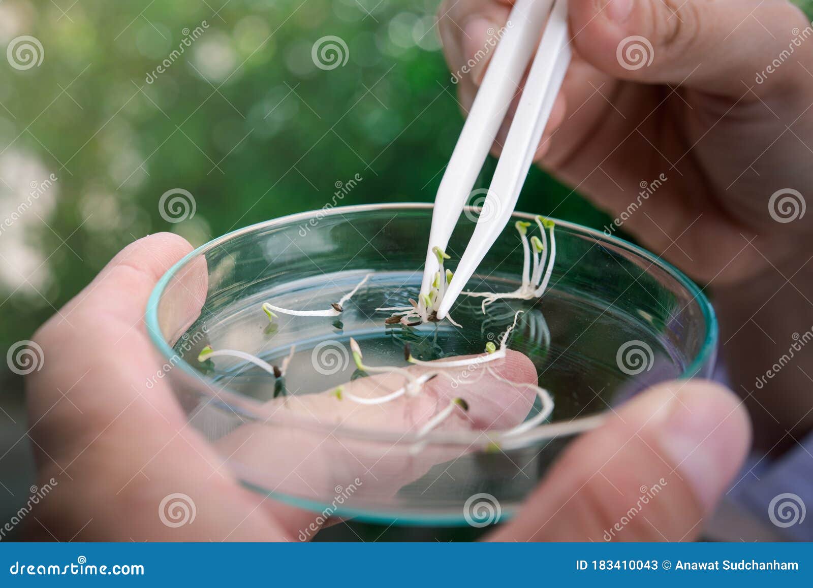 Plant Selection and Exploring New Methods of Plant Breeding Stock Image ...