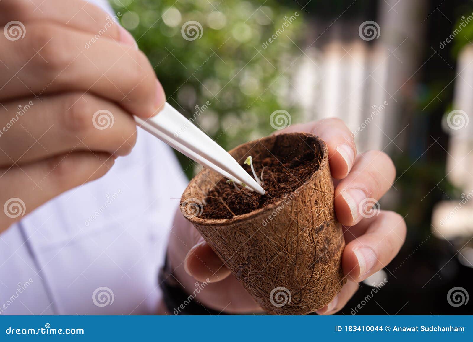 Plant Selection and Exploring New Methods of Plant Breeding Stock Photo ...