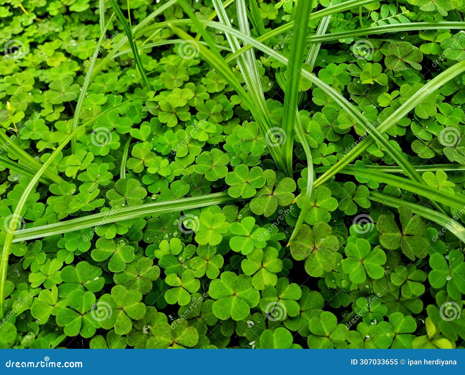 Plant Semanggi Green Leaves Background Nature Stock Image - Image of ...