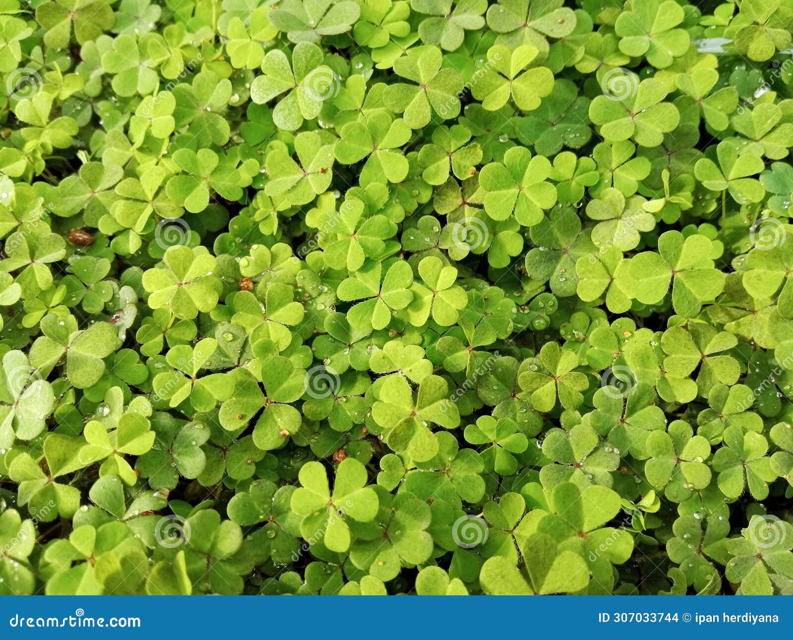 Plant Semanggi Green Leaves Background Nature Stock Photo - Image of ...