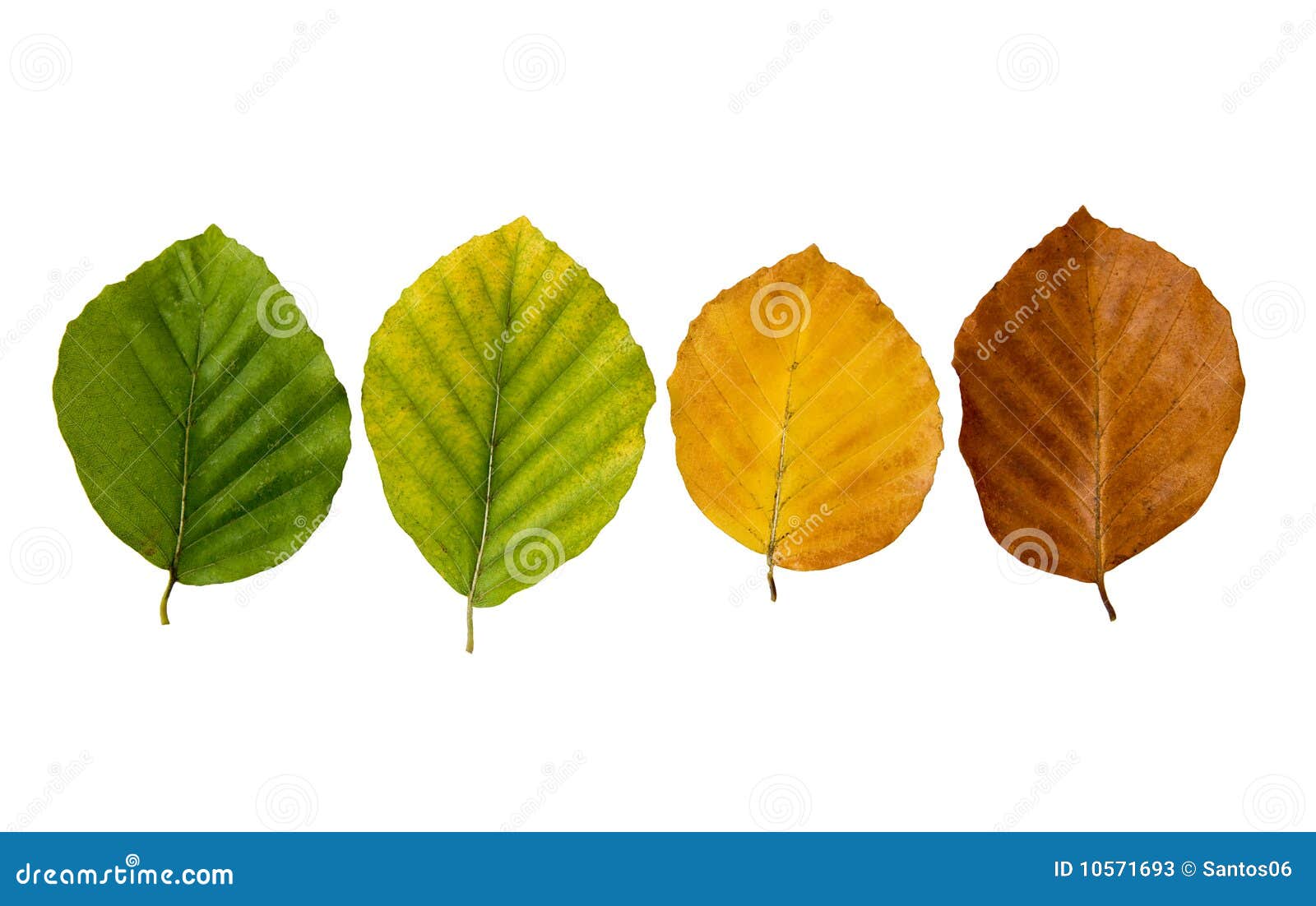 Plant senescence stock image. Image of seasonal, season - 10571693