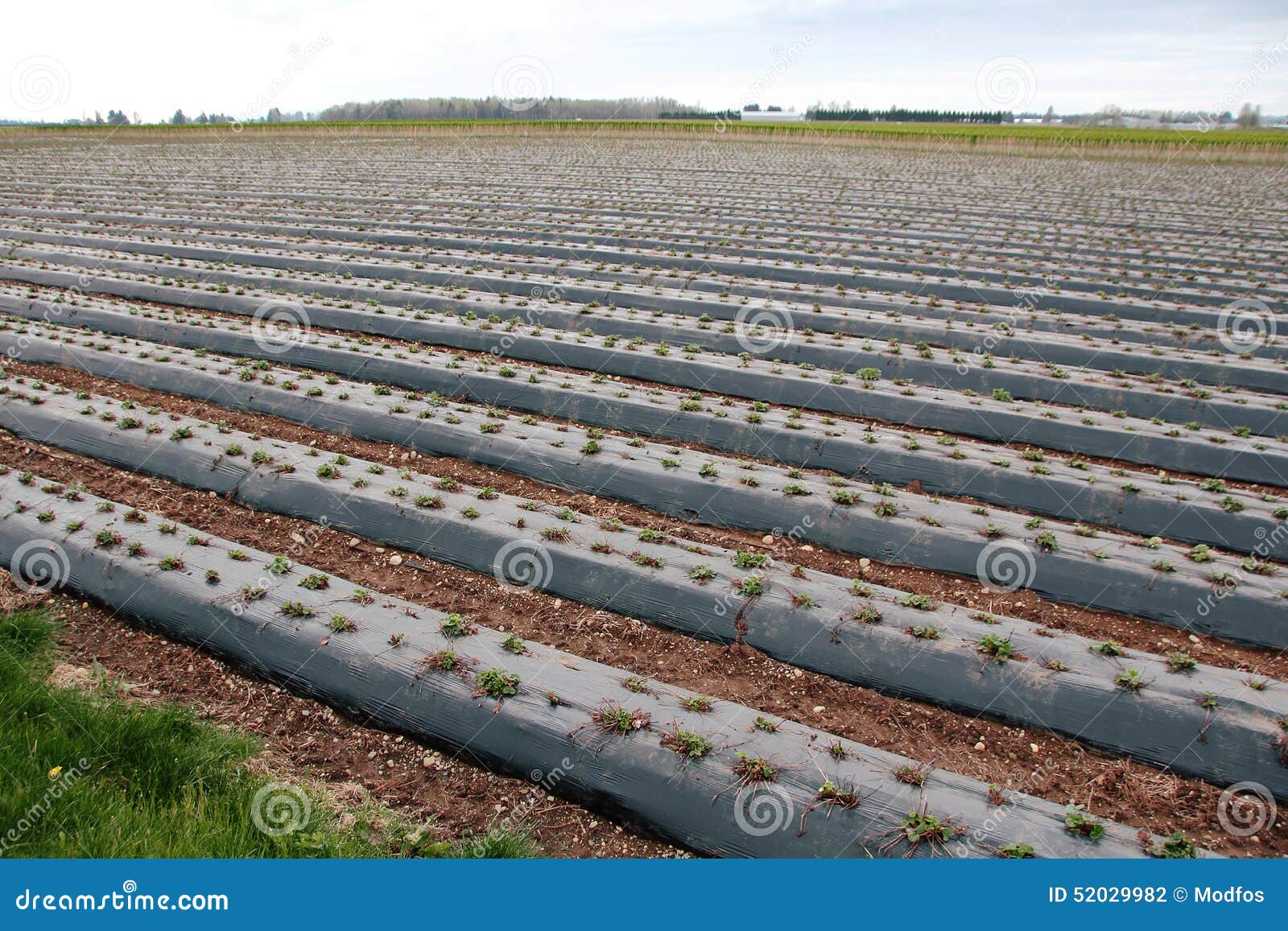 Plant Separator for Agricultural Land Stock Photo - Image of separator ...