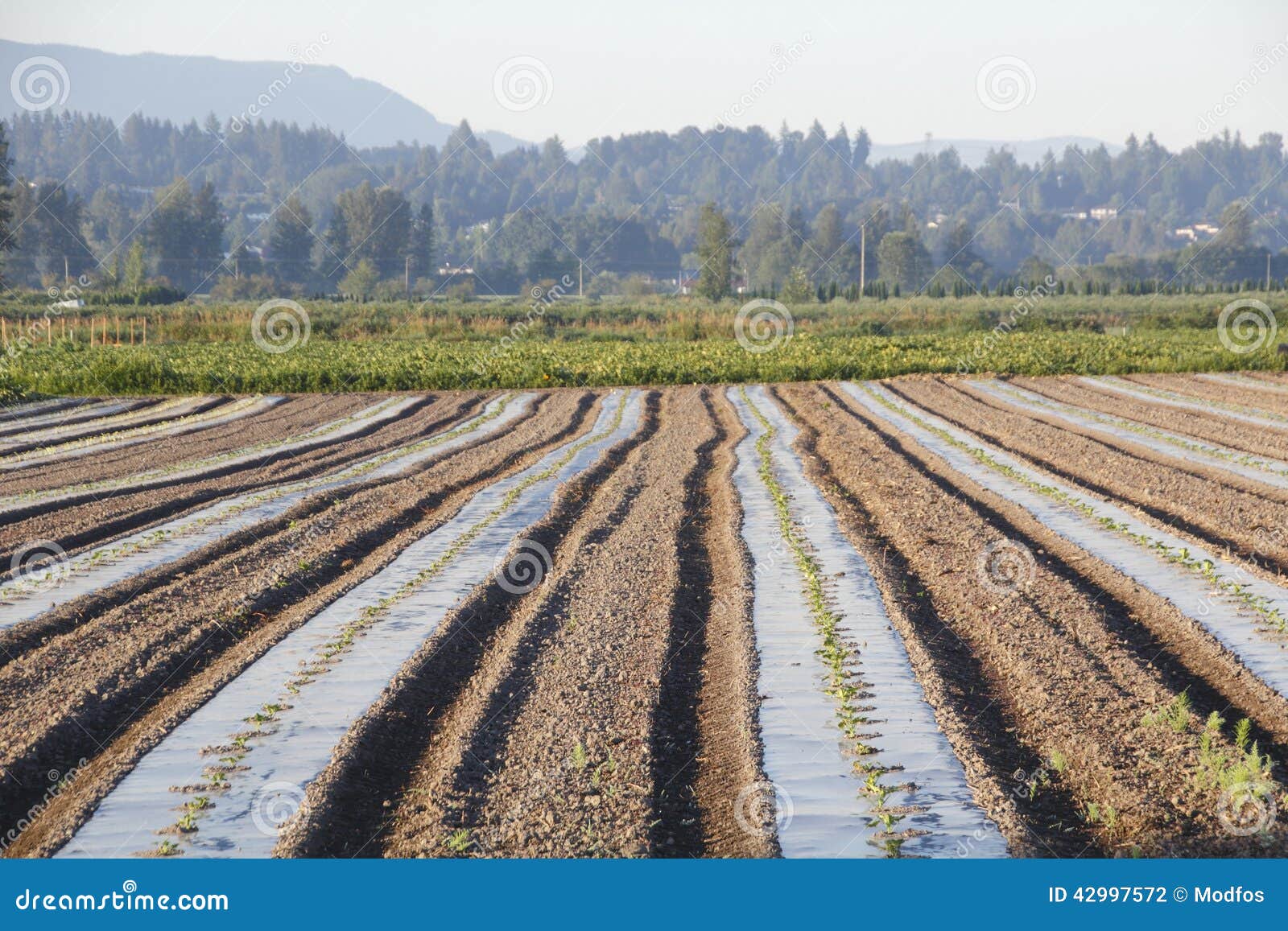 Plant Separator stock photo. Image of outside, plastic - 42997572