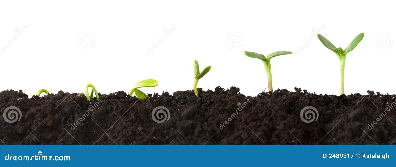 Plant Sequence stock image. Image of brown, stages, growing - 2489317