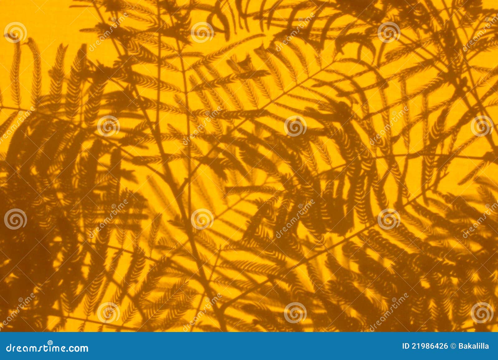 Plant shadow stock photo. Image of shadow, sunny, beach - 21986426