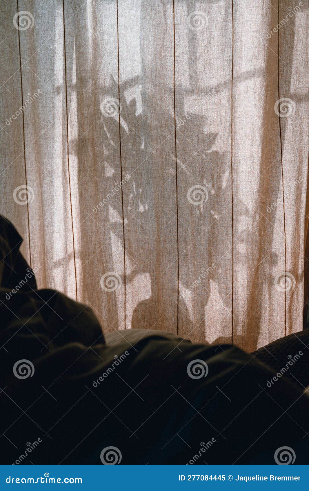 A Plant Shadow on the Curtain Stock Image - Image of shadows, backdrop ...