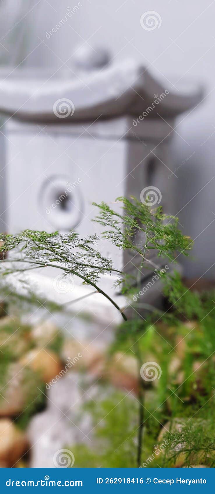 Plant Shadow Under Mini Garden Stock Photo - Image of tree, shrub ...