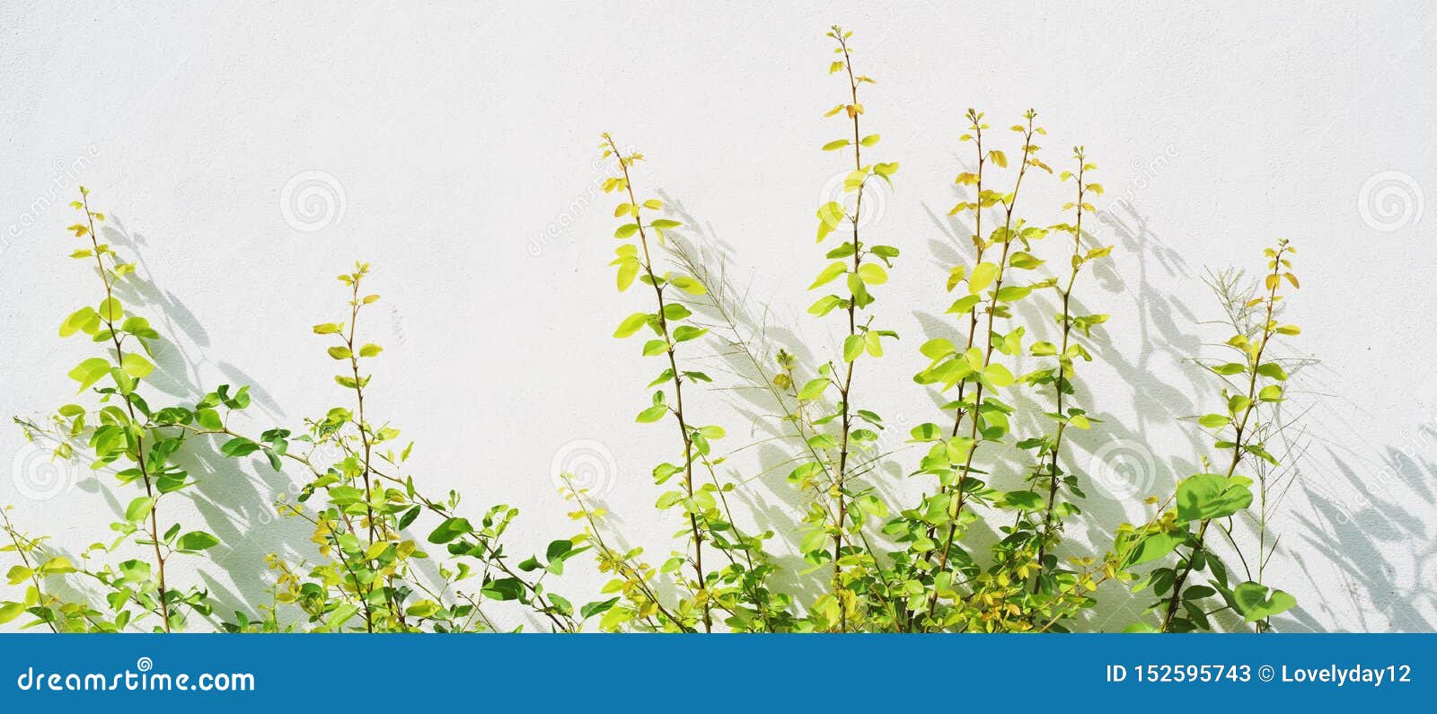 Plant with Shadow on White Wall Stock Image - Image of tree, abstract ...