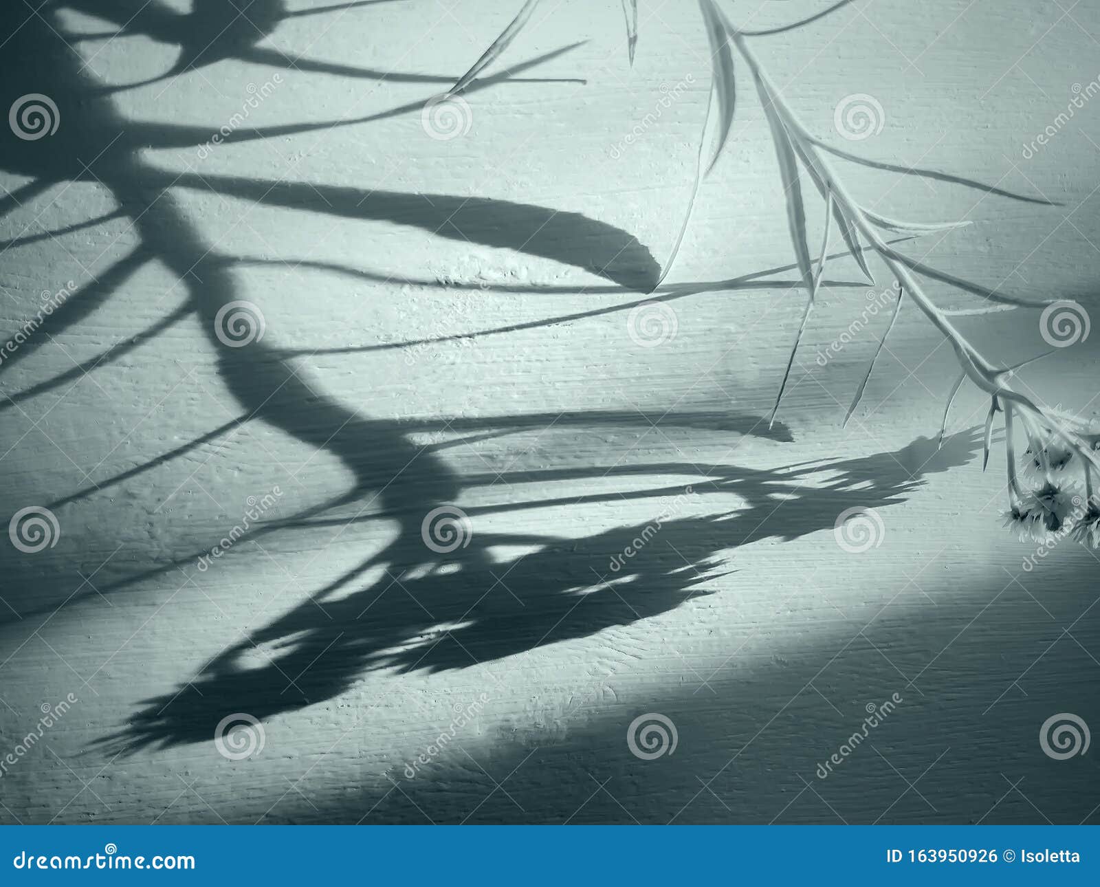 Plant Shadows on Light Wall Stock Photo - Image of hang, shadow: 163950926