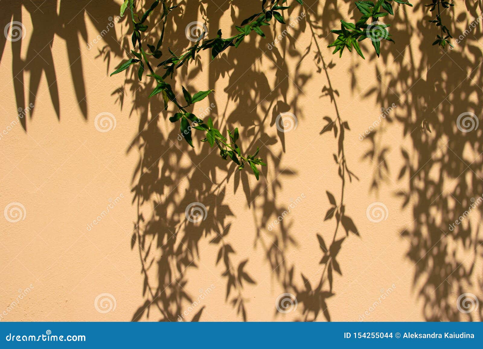 Plant shadows on the wall. stock photo. Image of beautiful - 154255044