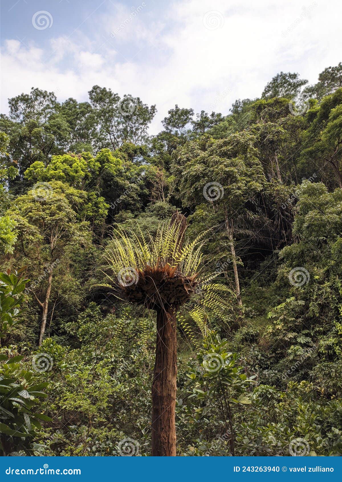 A Plant Shaped Like a Crown Surrounded by Tall Trees Stock Photo ...