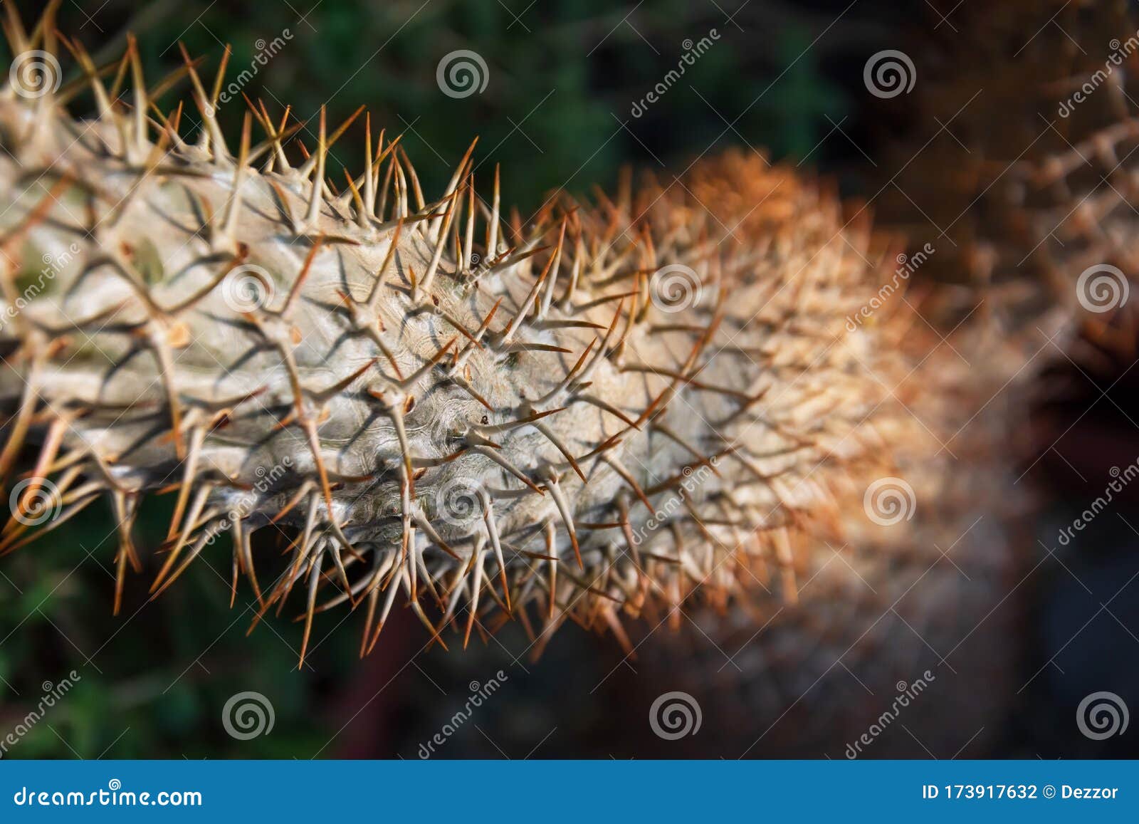 A Plant with Sharp Thorns on a Trunk Growing in Deserts Stock Photo ...