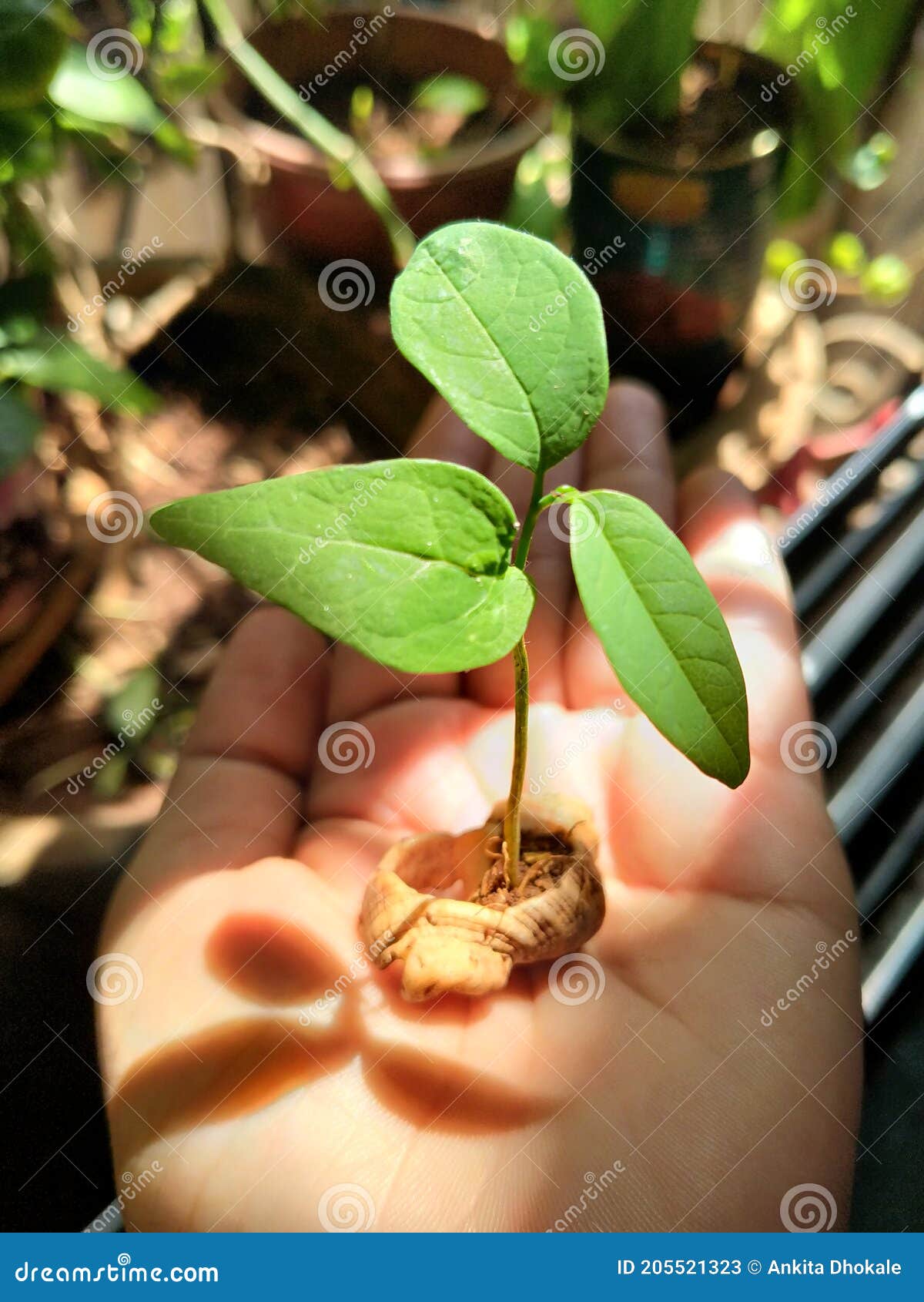 Plant in shell stock image. Image of grow, plant, beauty - 205521323