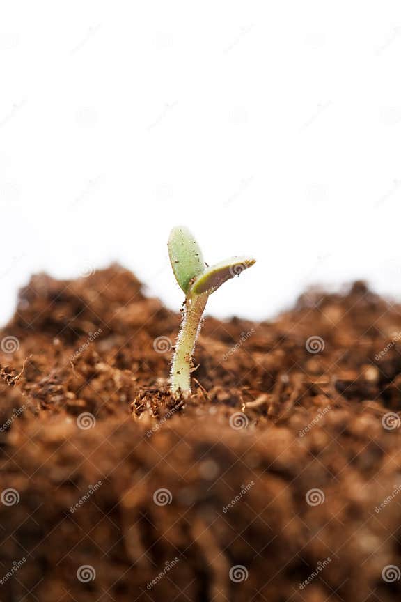 Plant shoot stock photo. Image of grow, close, nature - 13470168