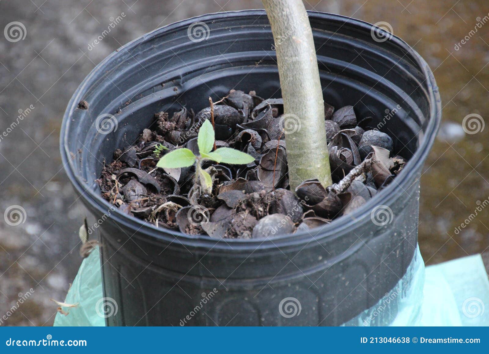 Plant shoot in pot stock photo. Image of soil, shrub - 213046638