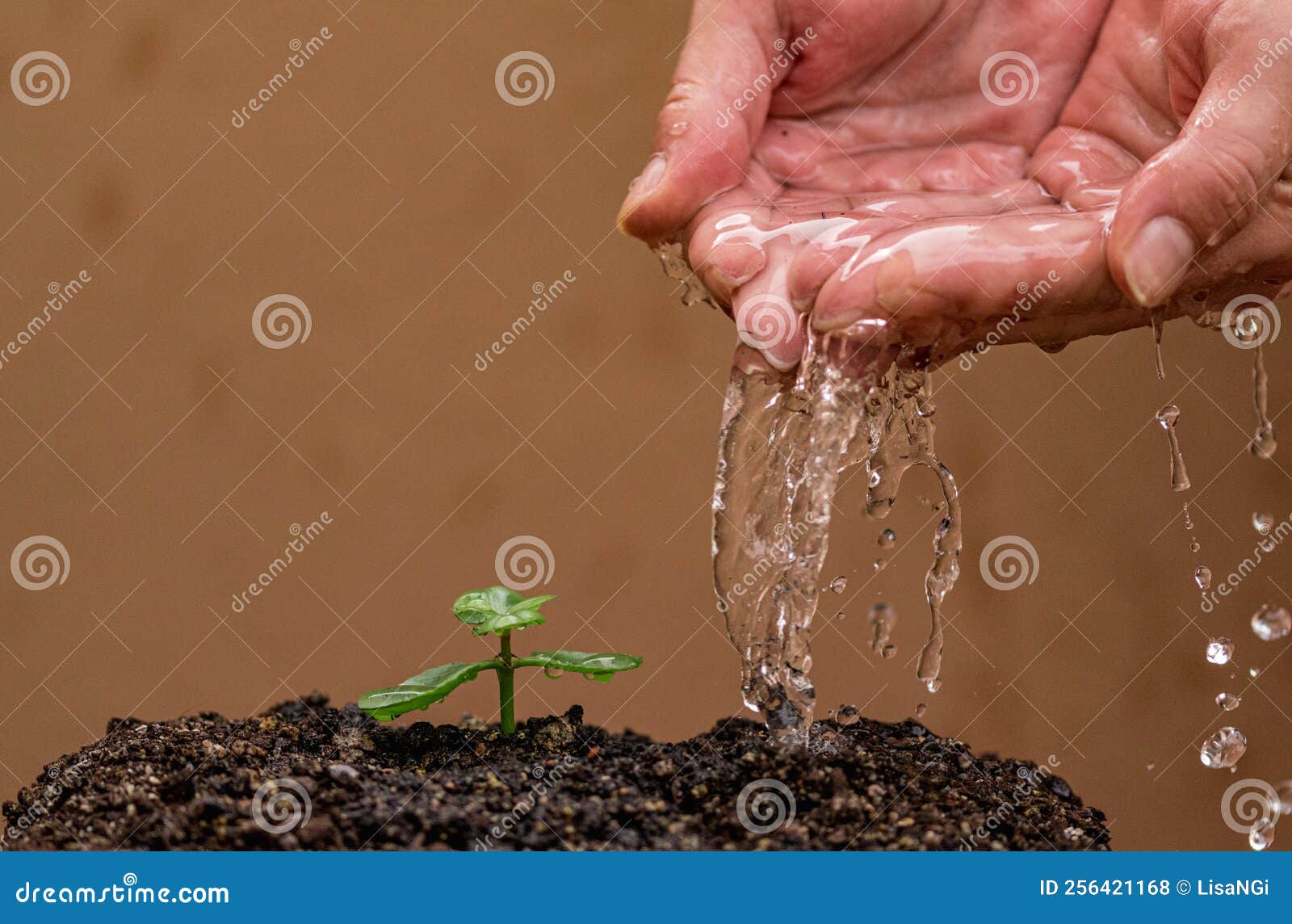 Hand watered plant shoot stock photo. Image of hand - 256421168