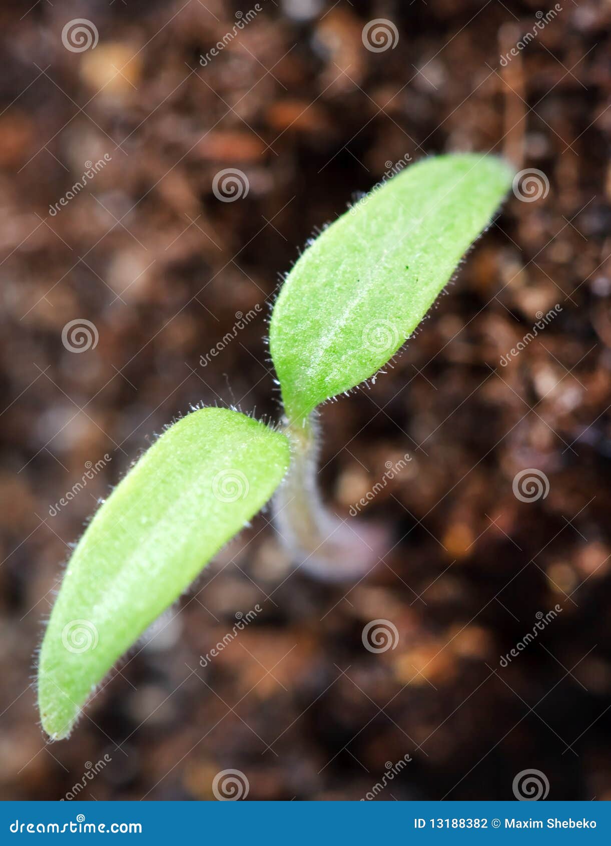 Plant shoots stock photo. Image of earth, fresh, botanical - 13188382