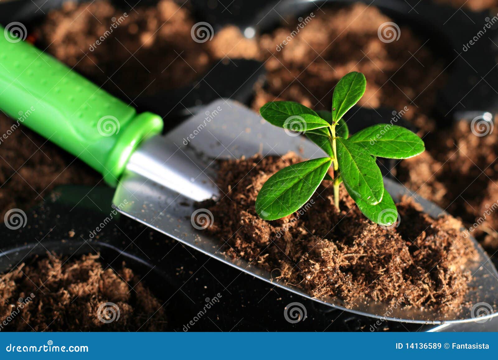 Plant and showel. stock image. Image of development, green - 14136589