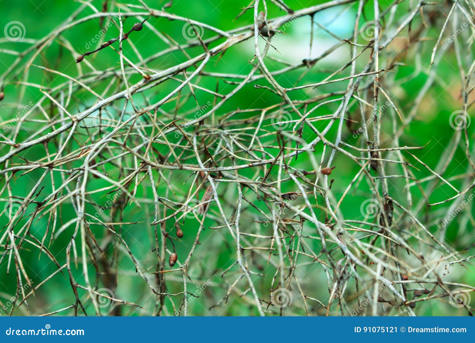Plant shrubbery stock image. Image of blossom, plant - 91075121