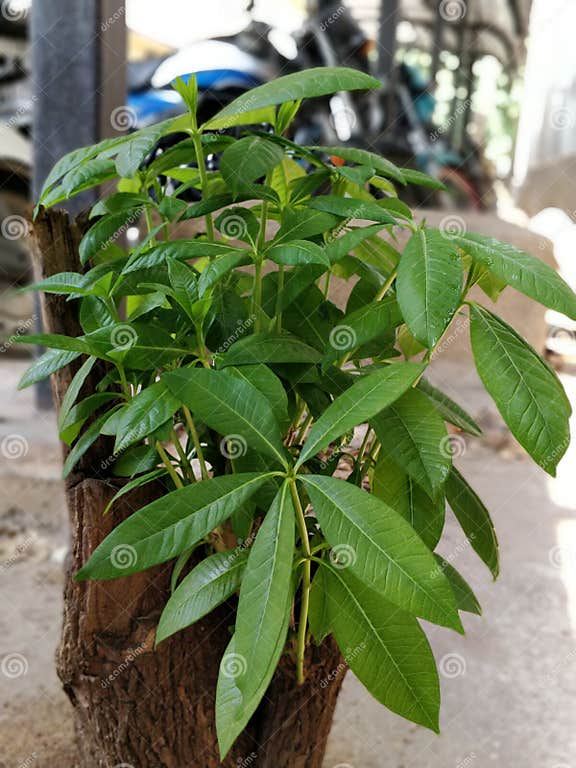 Plant stock image. Image of naturlover, singal, plant - 118316989