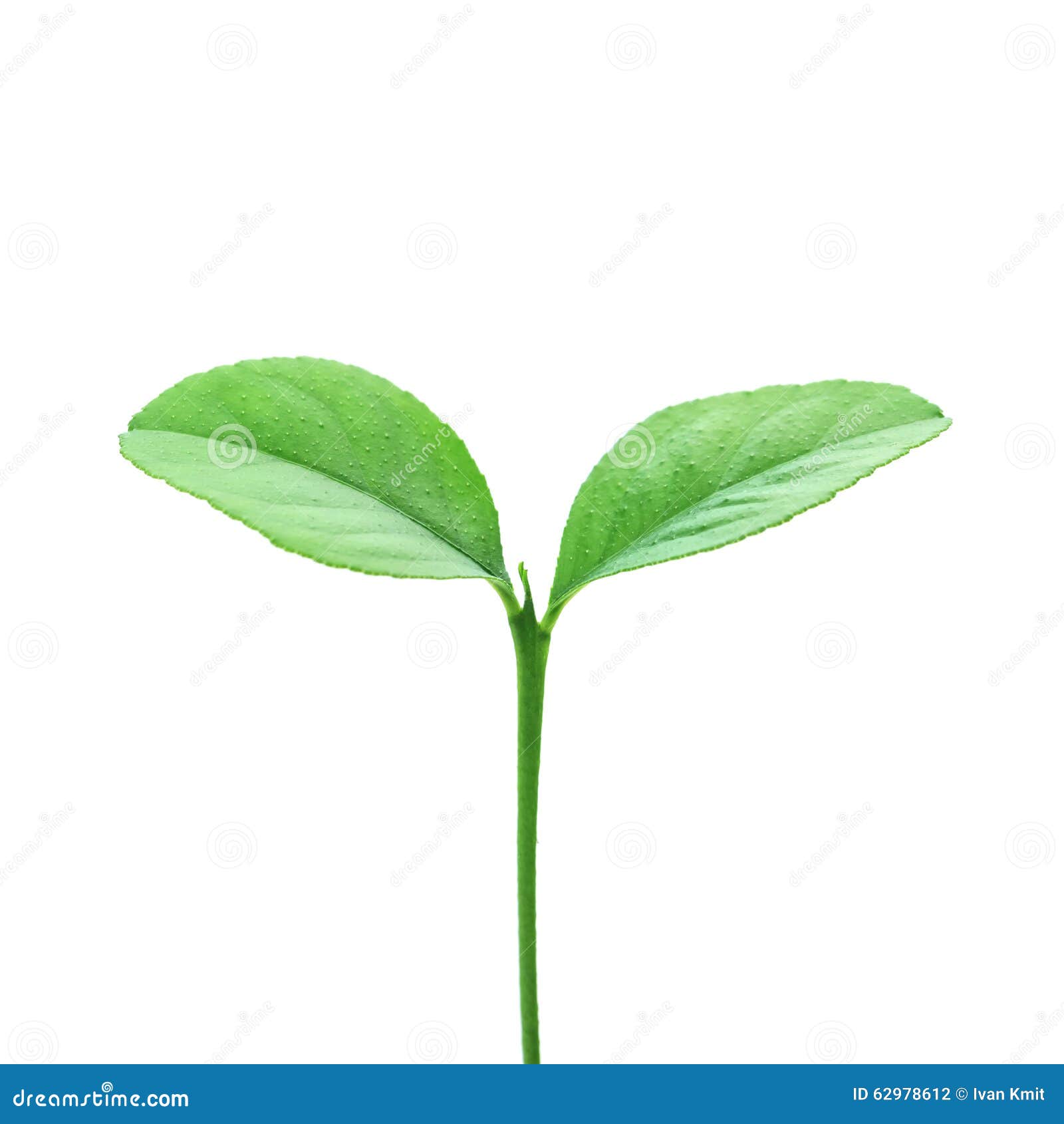 Plant stock photo. Image of life, copy, macro, leaf, freshness - 62978612