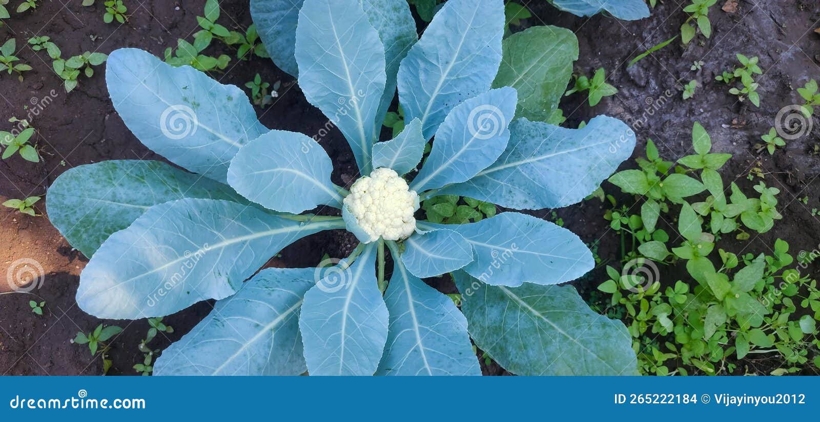 Plant of small cauliflower stock photo. Image of fruit - 265222184