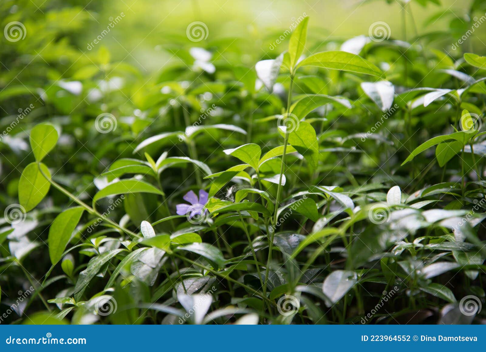 A Plant with Small Fragrant Flowers. Background, Texture Stock Photo ...