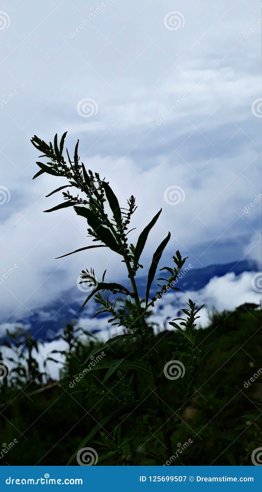 Plant stock image. Image of small, plant, opium - 125699507