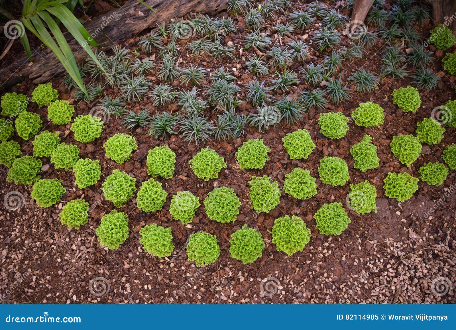 Plant Small plant sow stock image. Image of ecology, delicate - 82114905