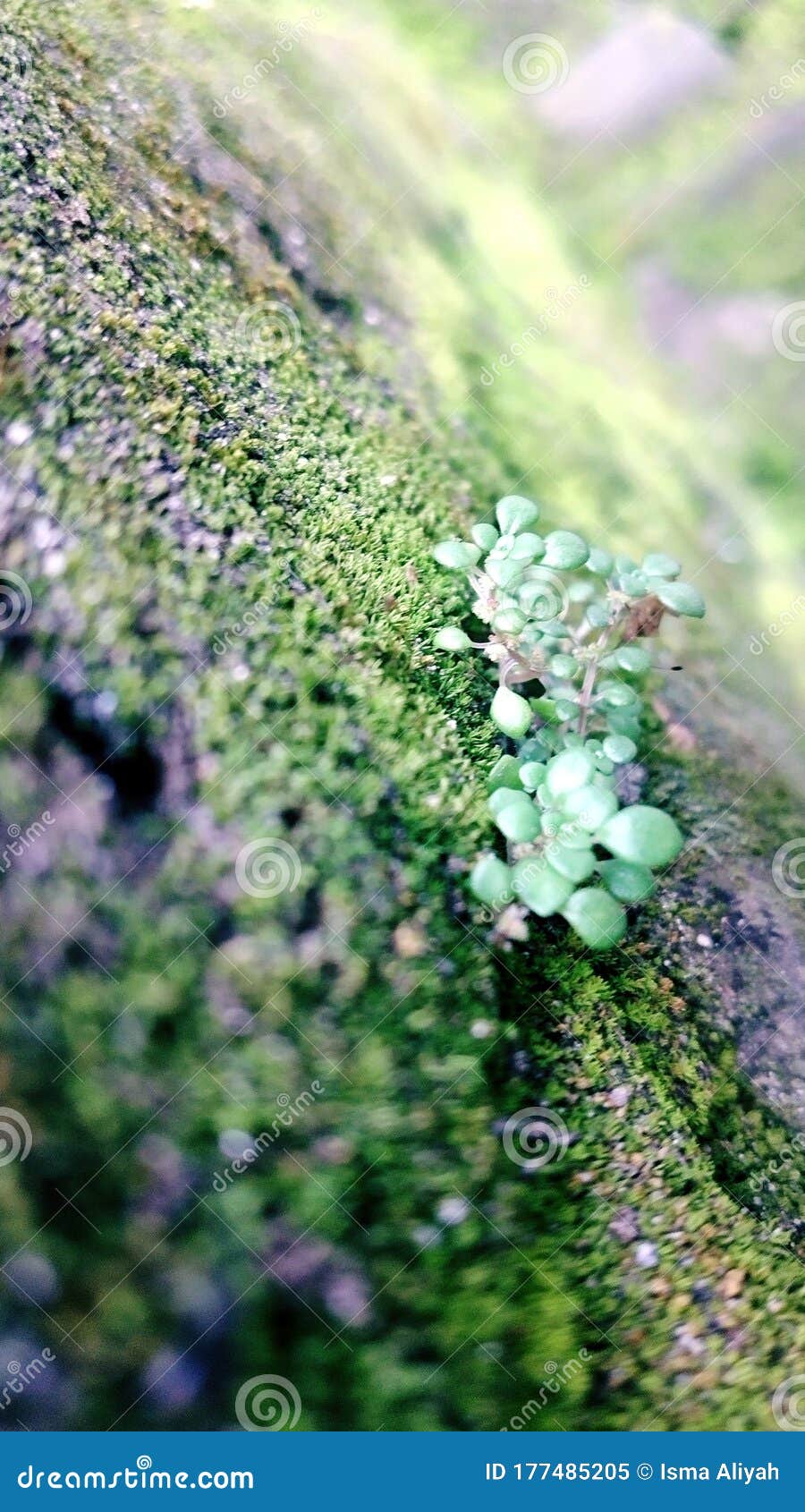 Plant stock image. Image of small, plant, moss, grass - 177485205