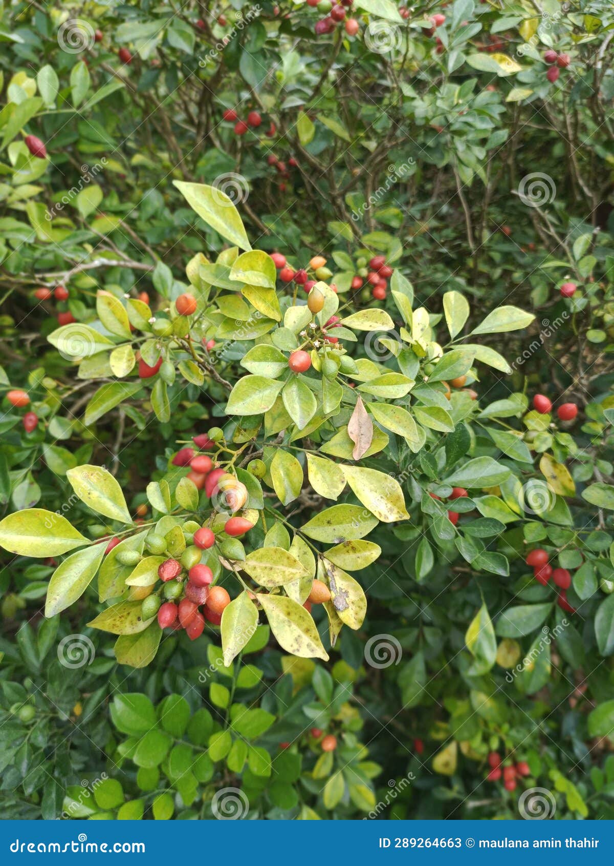 A Plant with Small Red Fruit Stock Image - Image of tree, flower: 289264663