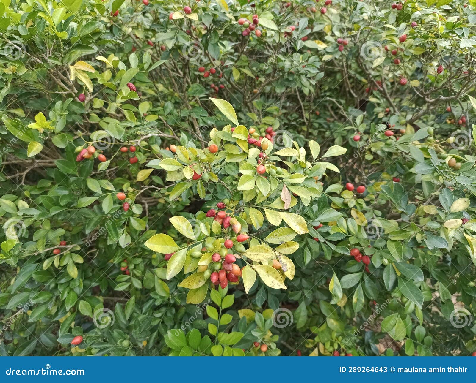 A Collection of Plants with Small Red Fruit Stock Image - Image of ...