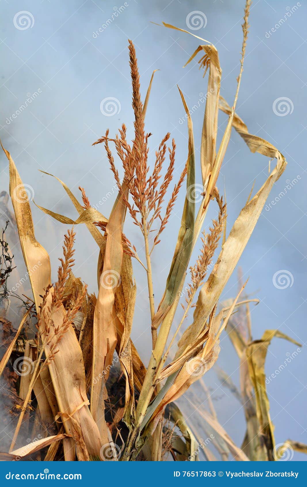 The plant in the smoke. stock image. Image of maize, corn - 76517863