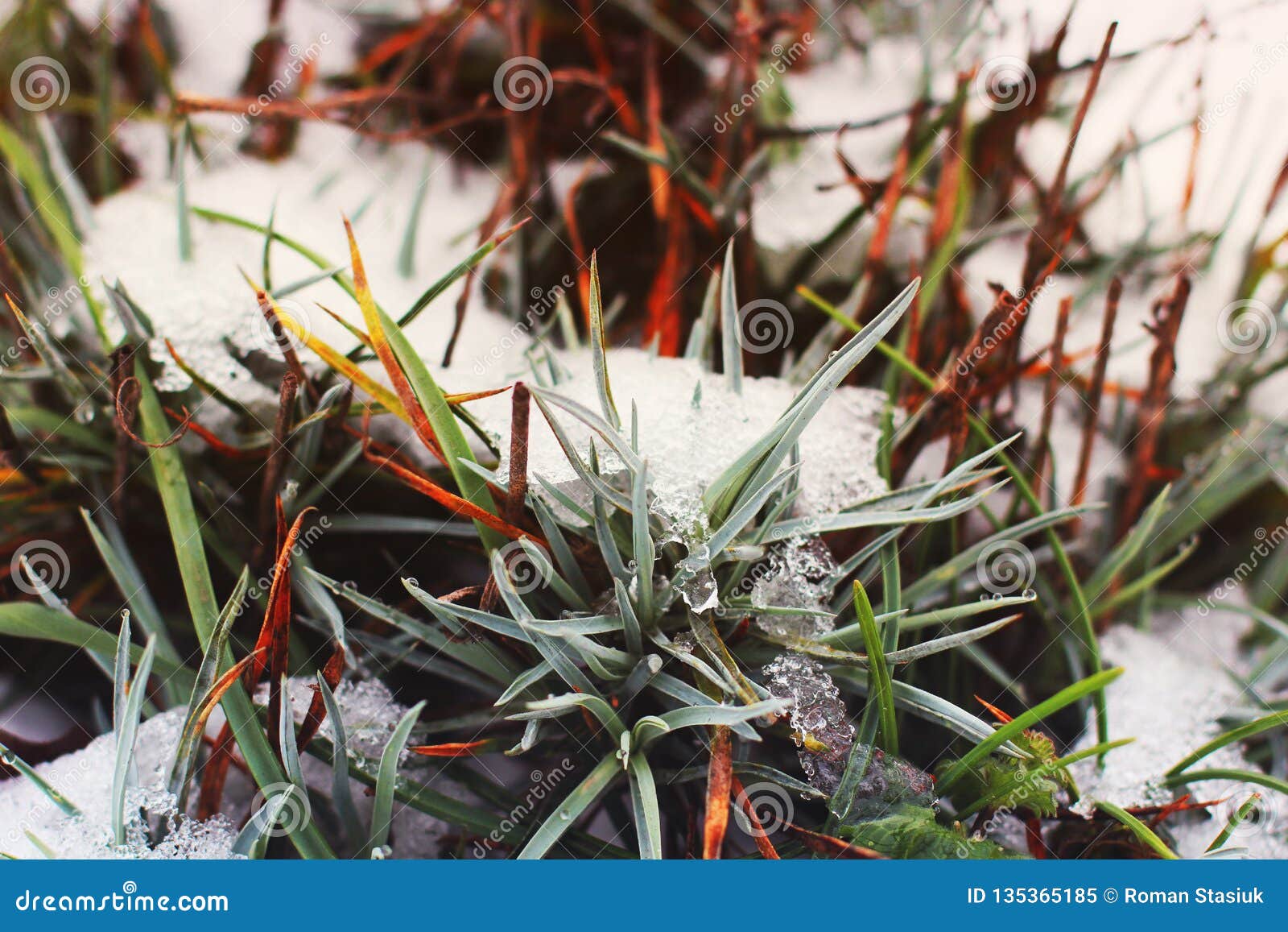 Plant in the snow stock image. Image of beauty, beautiful - 135365185
