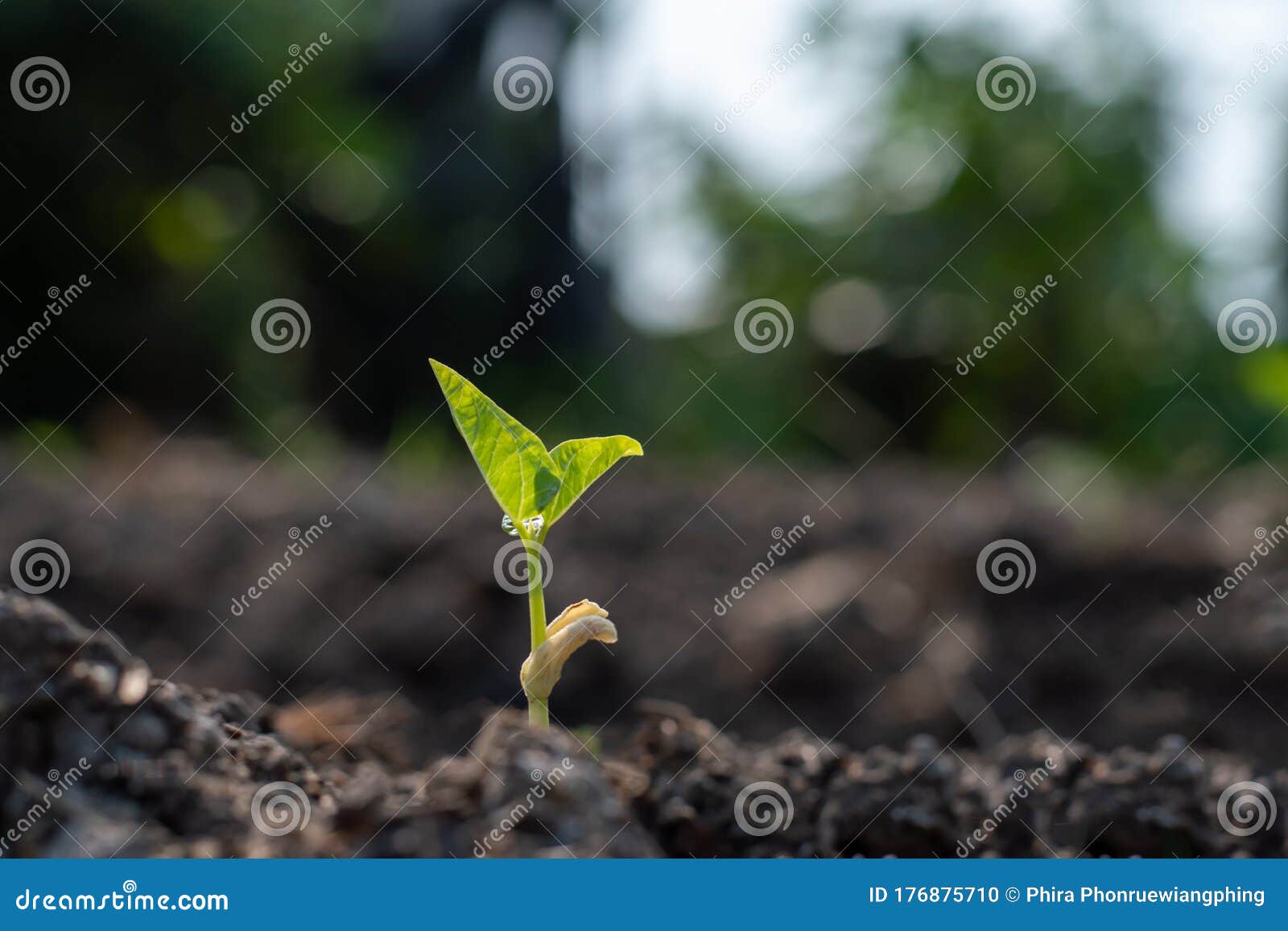 Plant Soft Trees Growing on Complete Soil Stock Photo - Image of ...