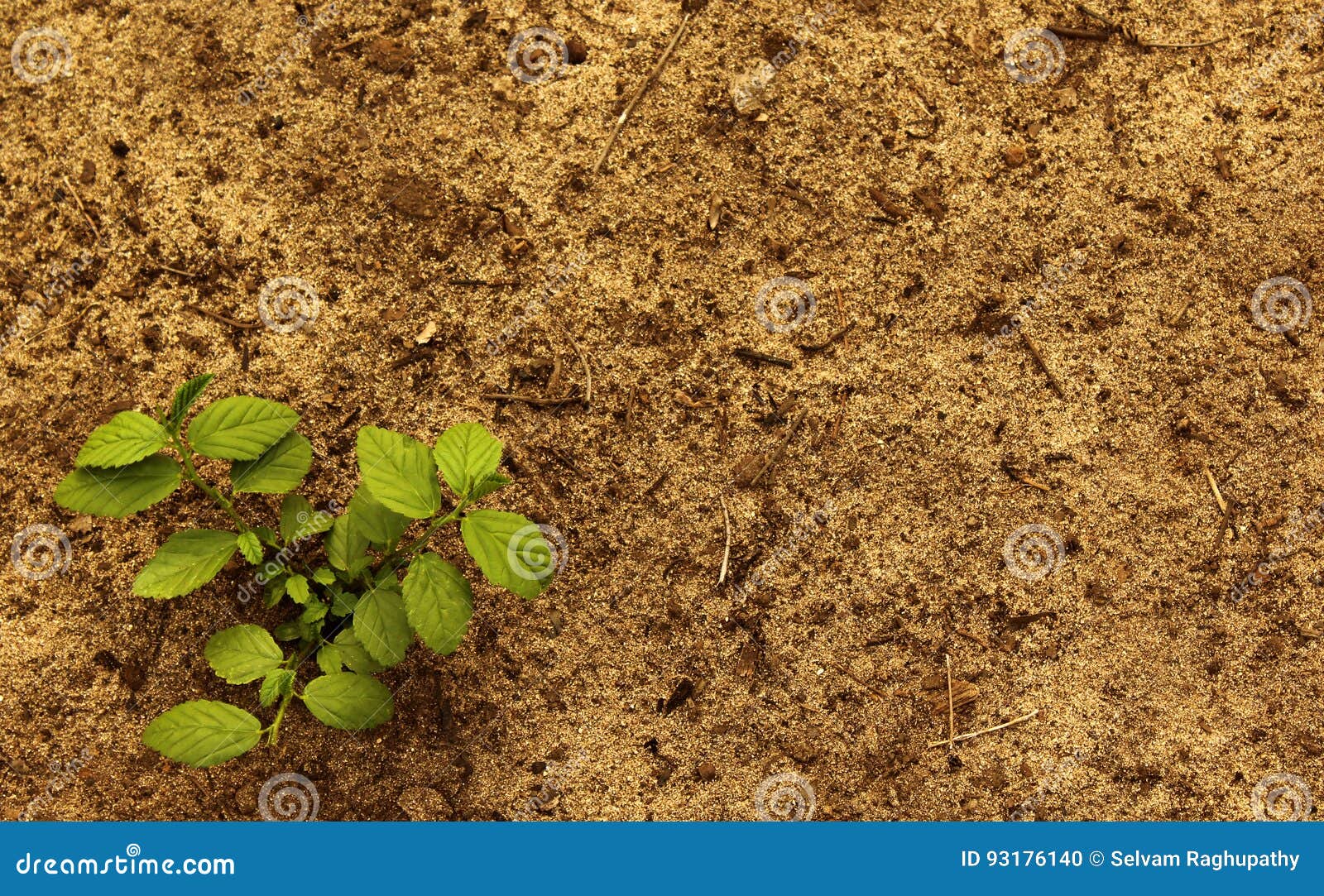 Plant with soil stock photo. Image of ecology, botanical - 93176140