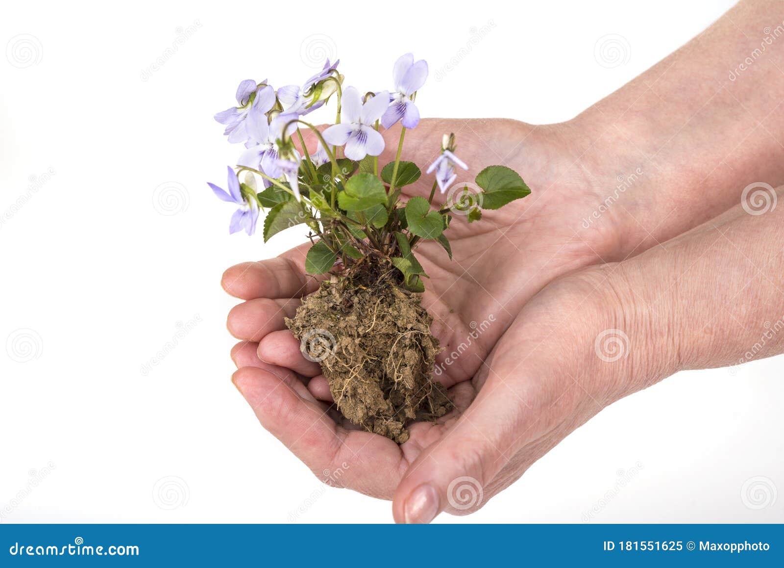 Plant with Soil and Roots in the Hands Stock Image - Image of ...