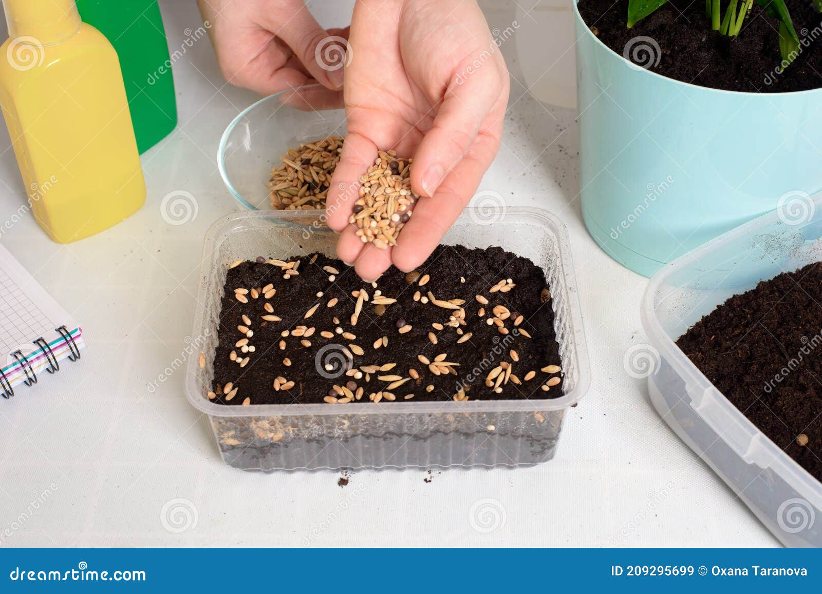 Plant and Sow Seeds in Planters for Germination at Home . Step-by-step ...